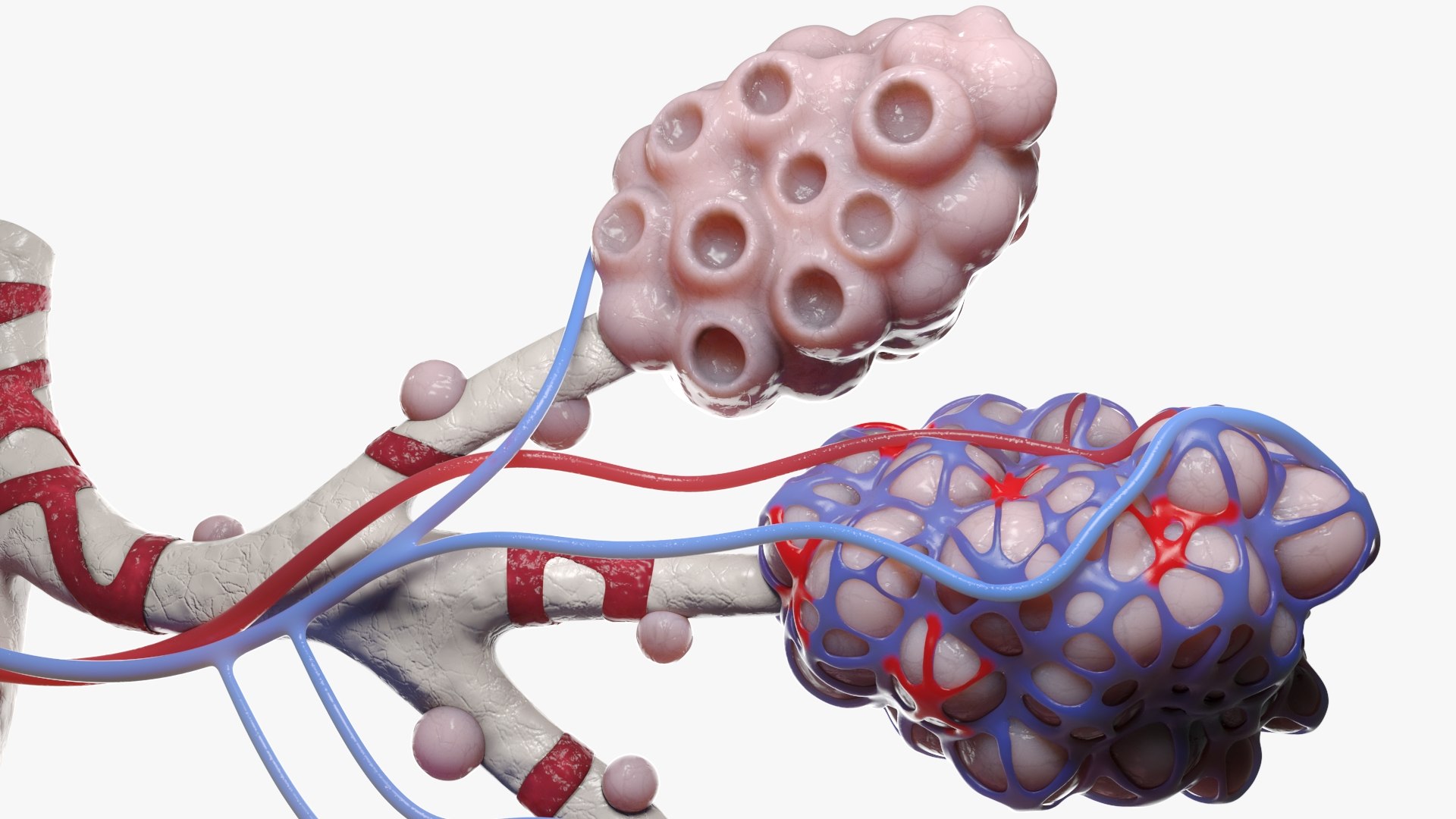Alveoli 3D Model - TurboSquid 2247703