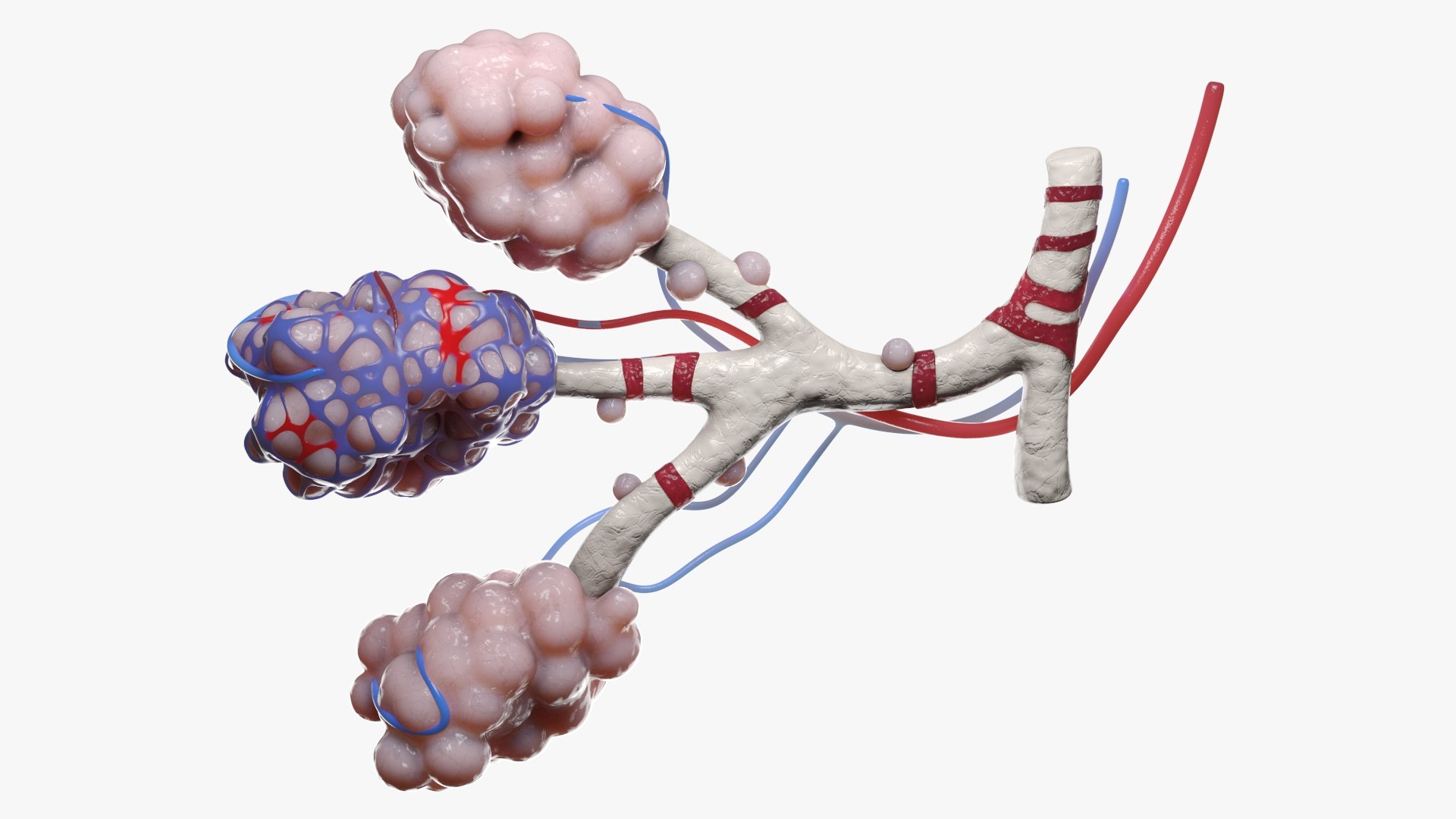 Alveoli 3D Model - TurboSquid 2247703