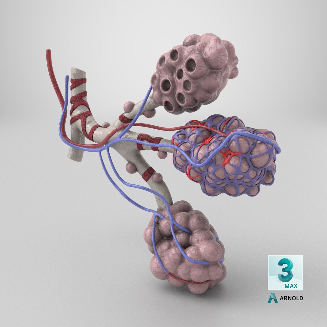 Alveoli 3D Model - TurboSquid 2247703