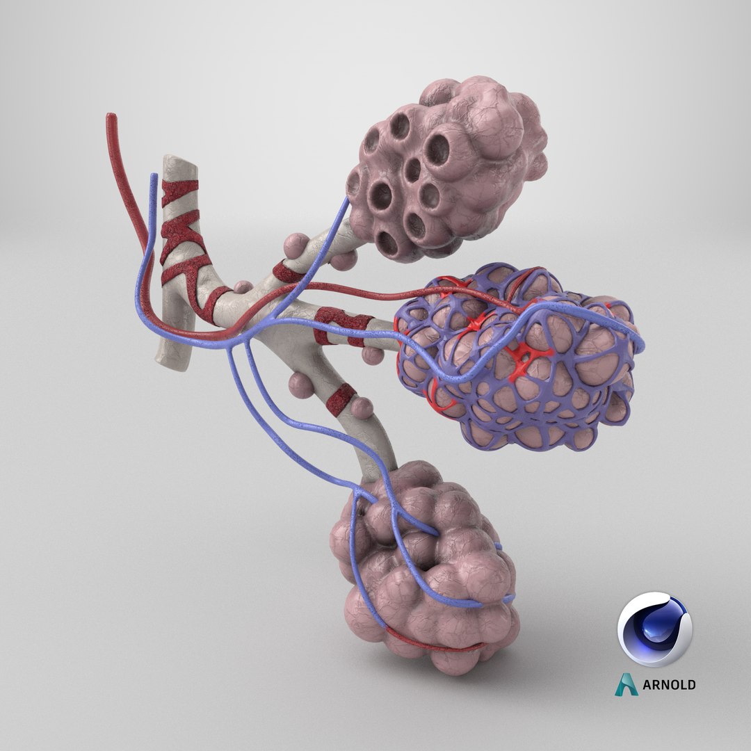 Alveoli 3D Model - TurboSquid 2247703