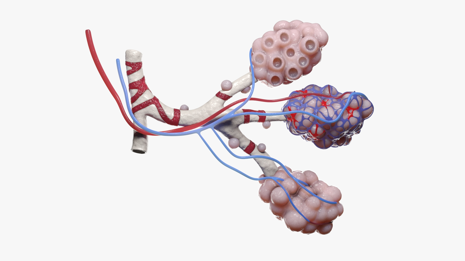 Alveoli 3D Model - TurboSquid 2247703