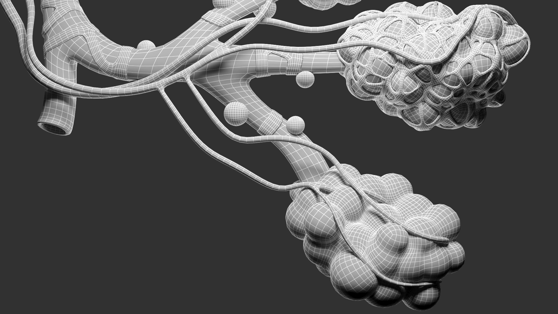 Alveoli 3D Model - TurboSquid 2247703