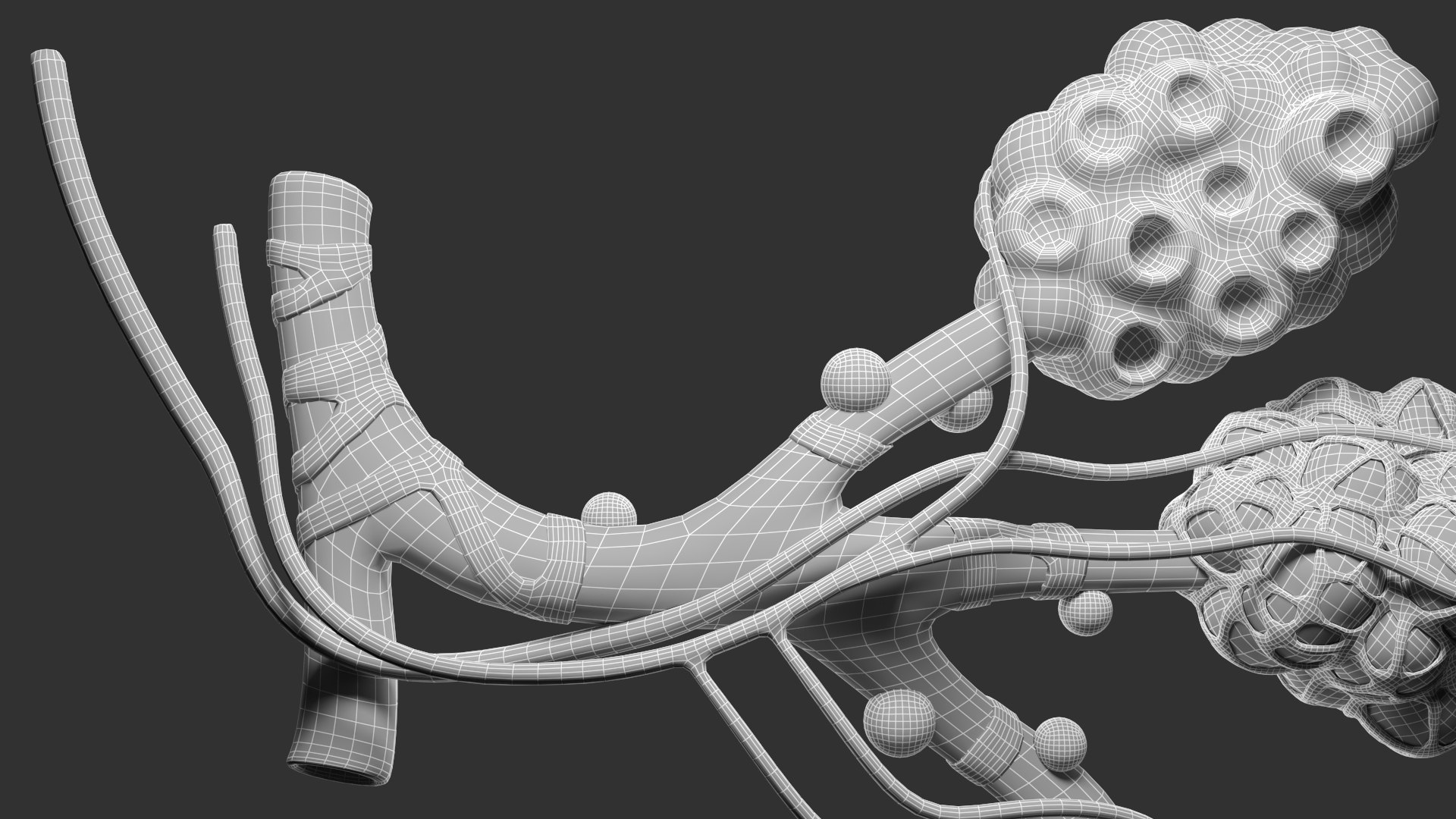 Alveoli 3D Model - TurboSquid 2247703