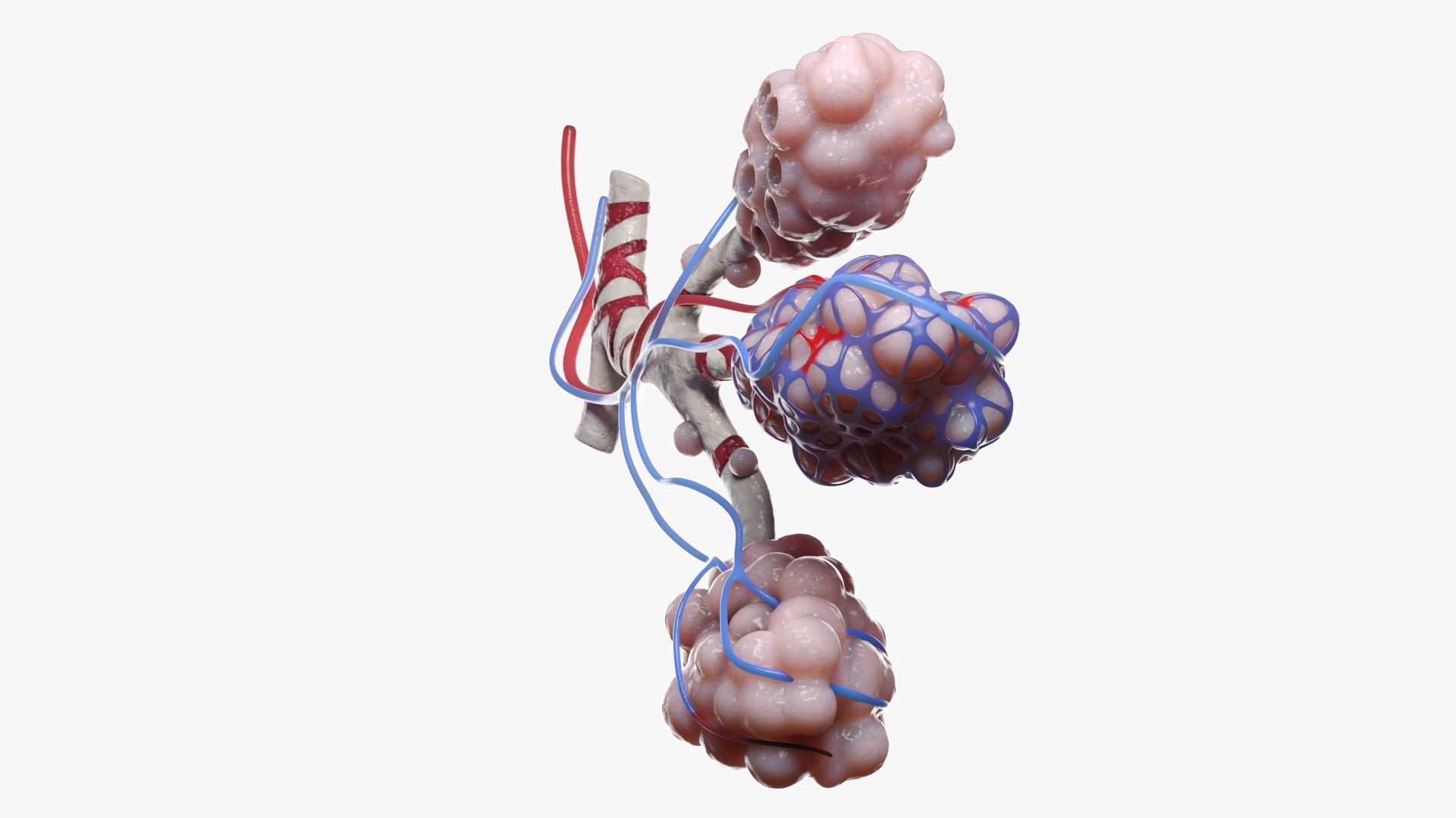 Alveoli 3D Model - TurboSquid 2247703