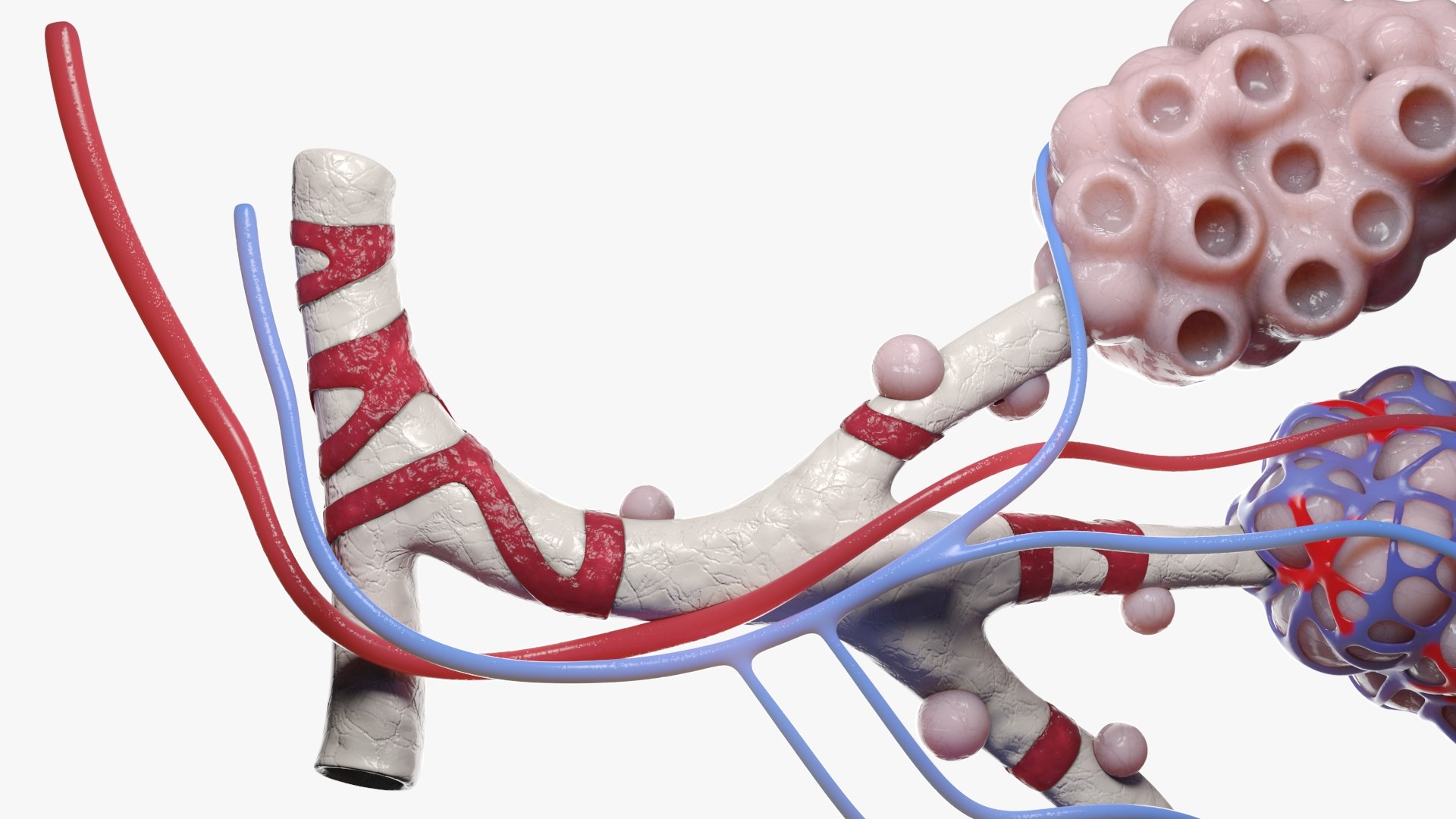 Alveoli 3D Model - TurboSquid 2247703