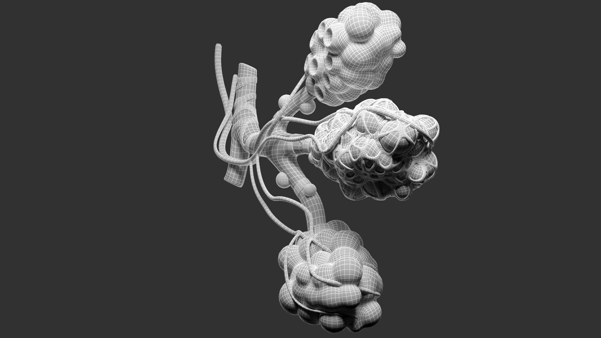 Alveoli 3D Model - TurboSquid 2247703