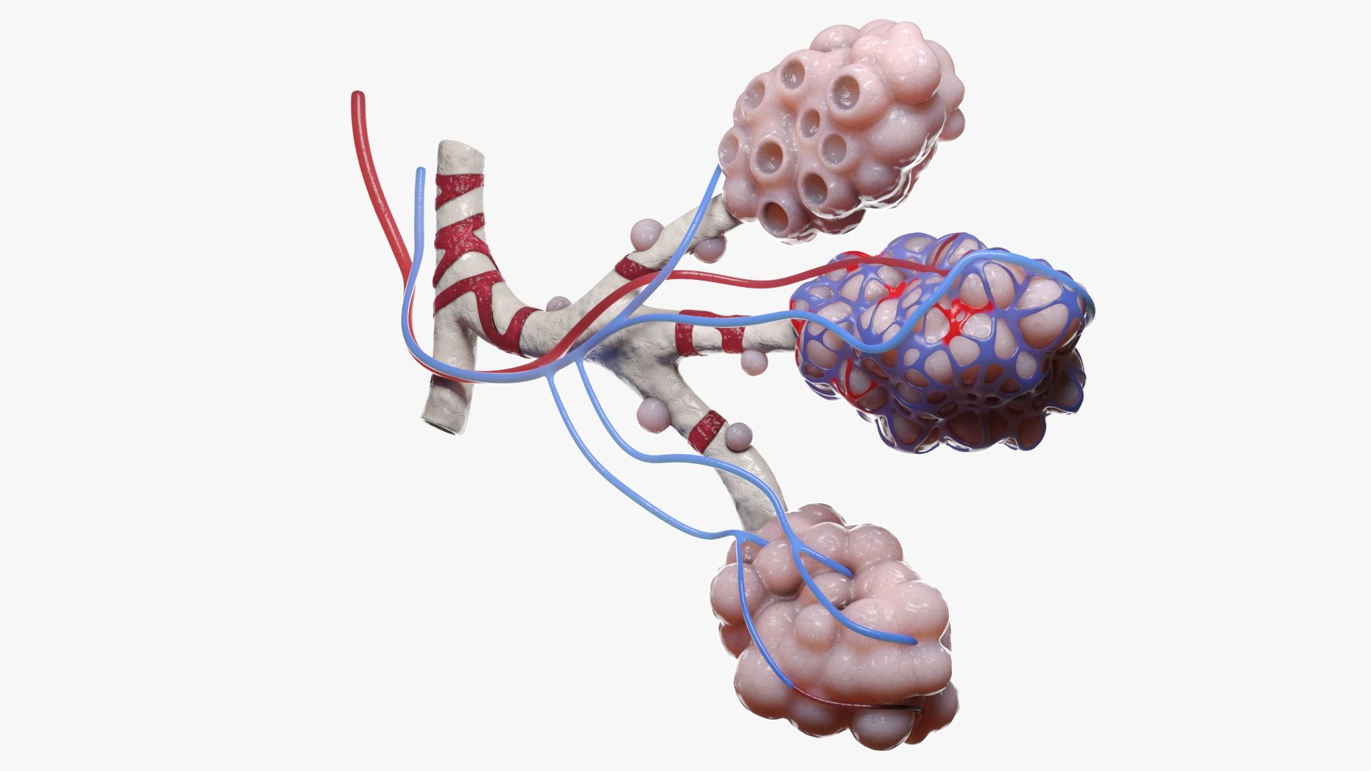 Alveoli 3D Model - TurboSquid 2247703