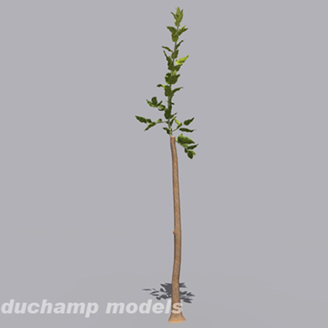 3dsmax Young Grafted Tree Trunk