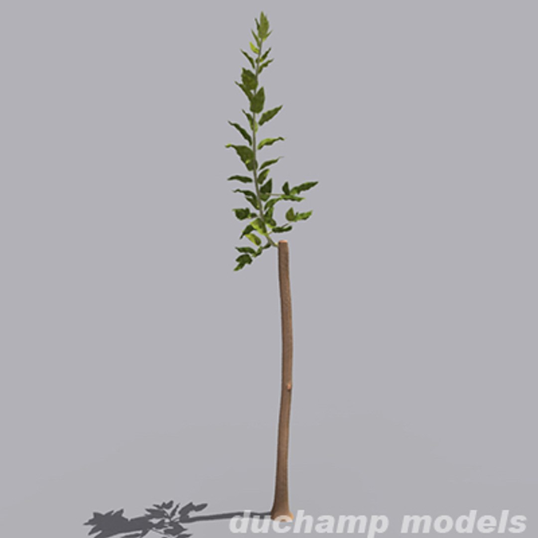 3dsmax Young Grafted Tree Trunk