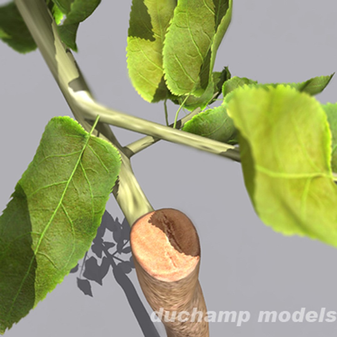 3dsmax Young Grafted Tree Trunk