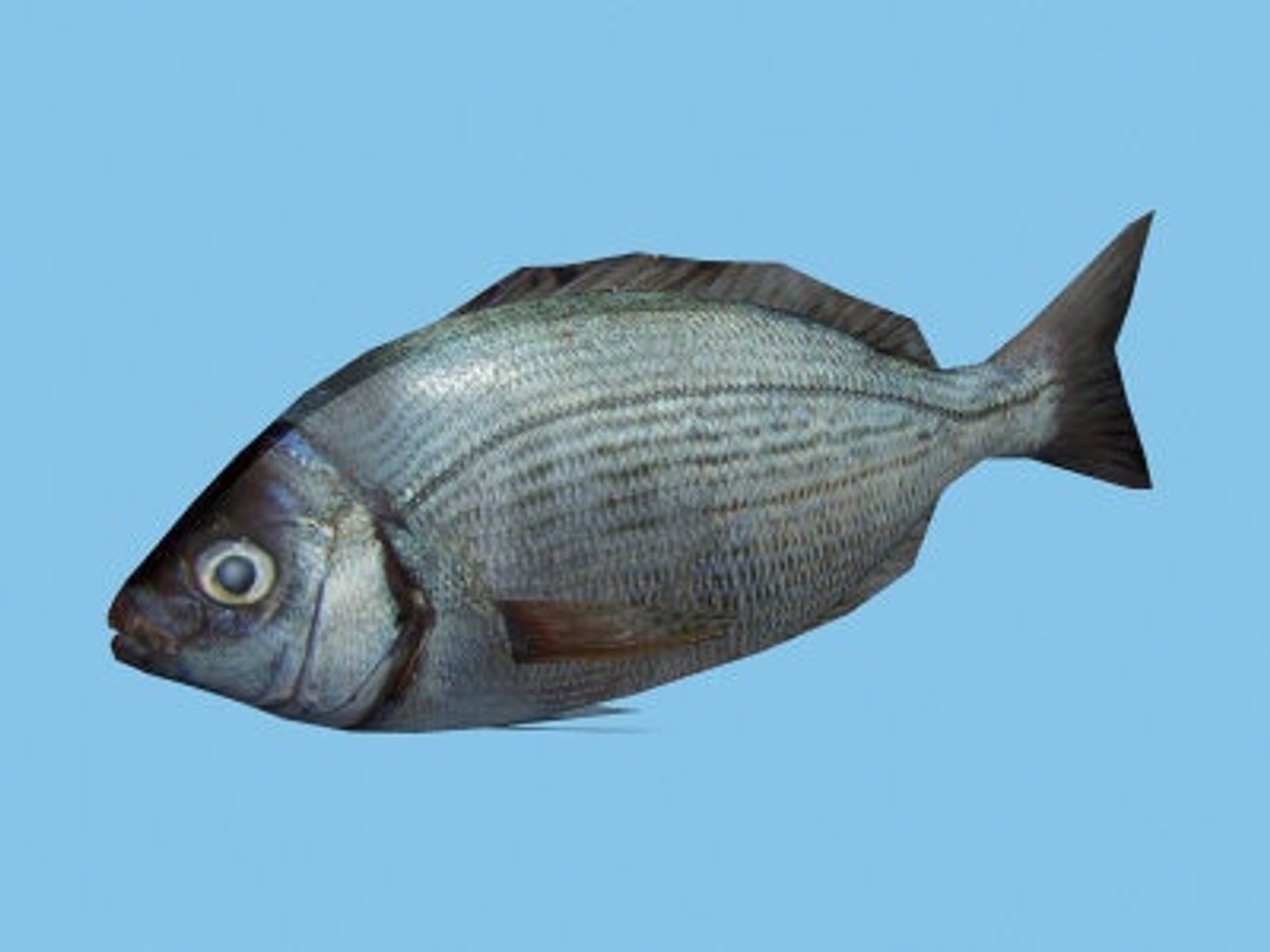 3d Fish Low-poly Spondyliosoma