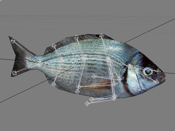 3d fish low-poly spondyliosoma
