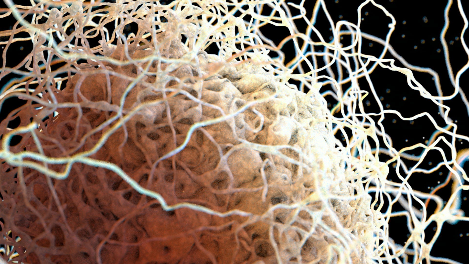 3d Smooth Cell Macrophage