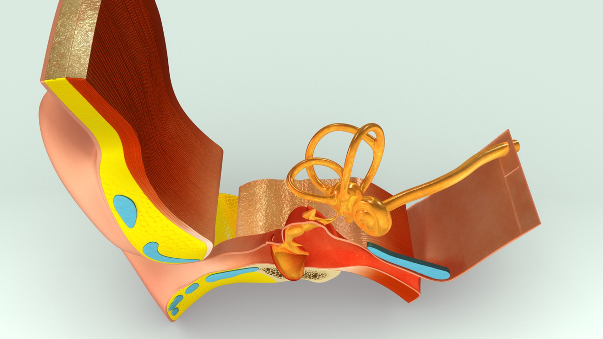 3d Ear Anatomy