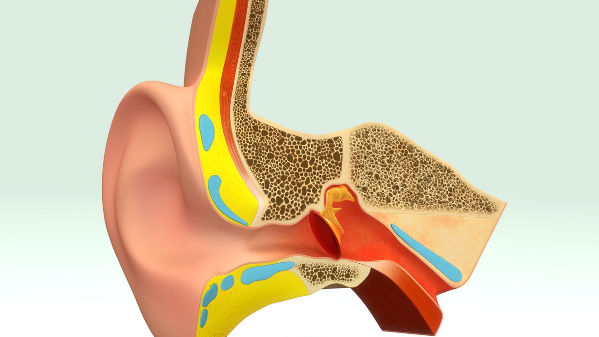 3d Ear Anatomy