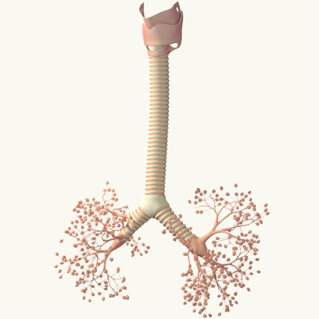 3d Realistic Lungs