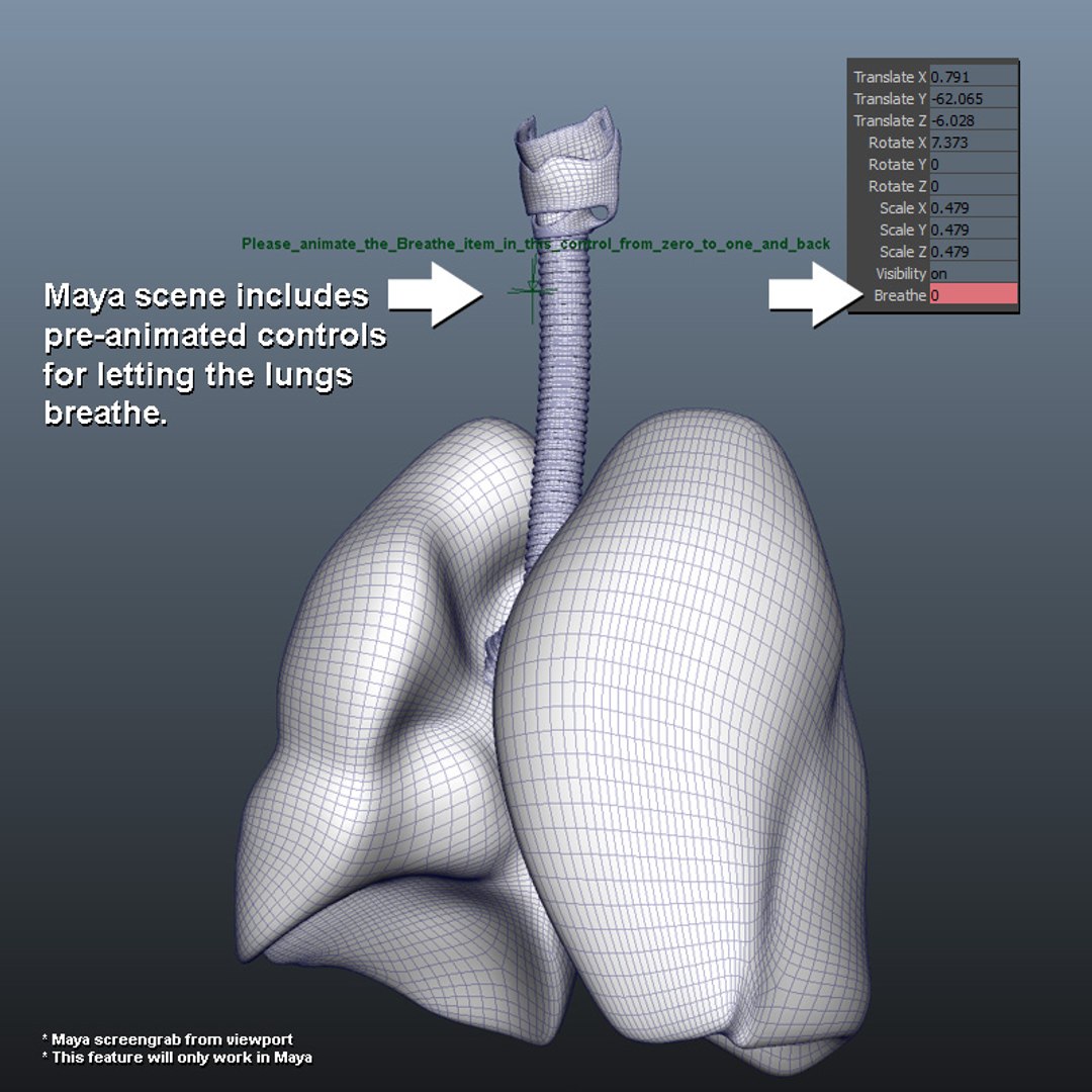 3d Realistic Lungs
