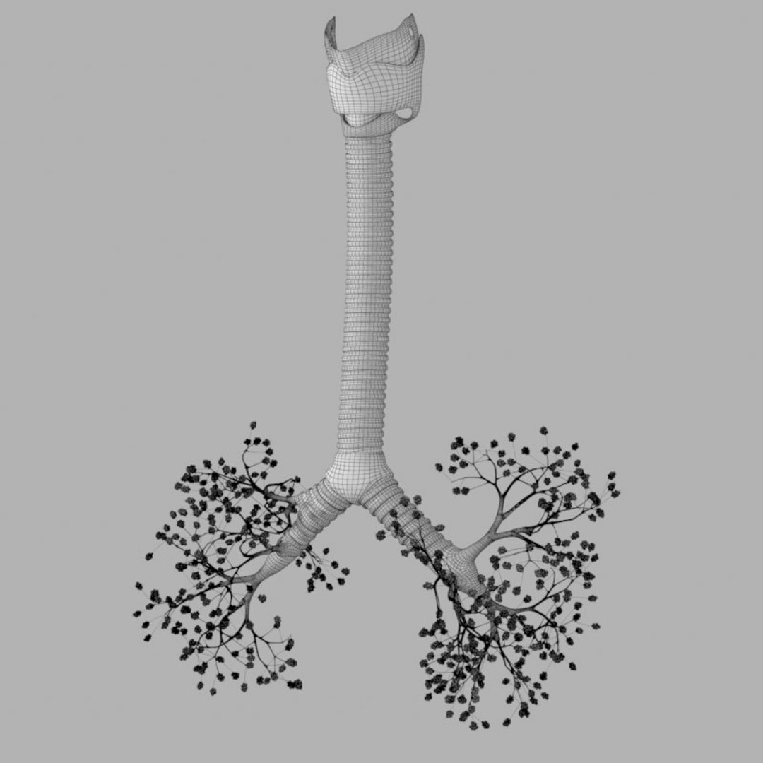 3d Realistic Lungs