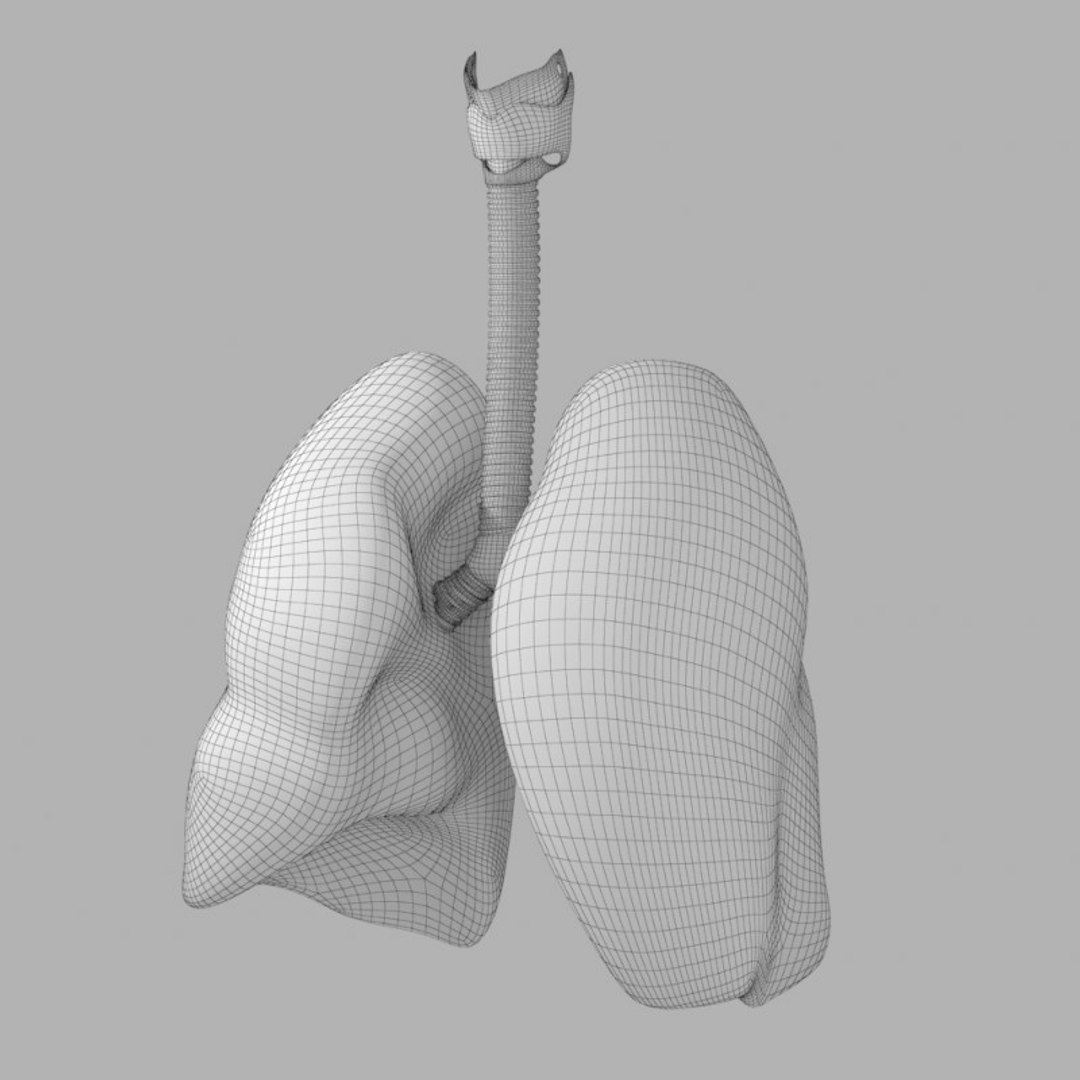 3d Realistic Lungs