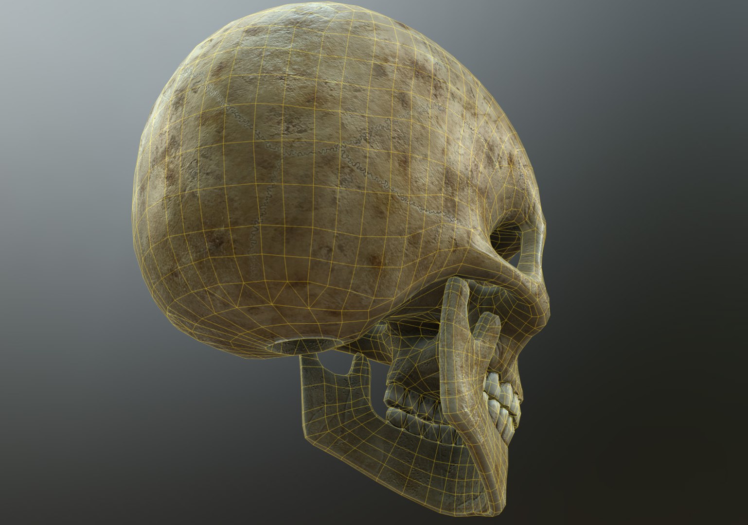 3d Model Human Skull