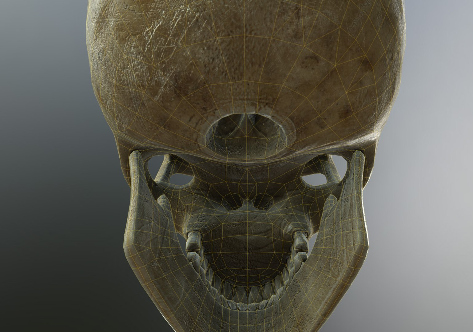 3d Model Human Skull