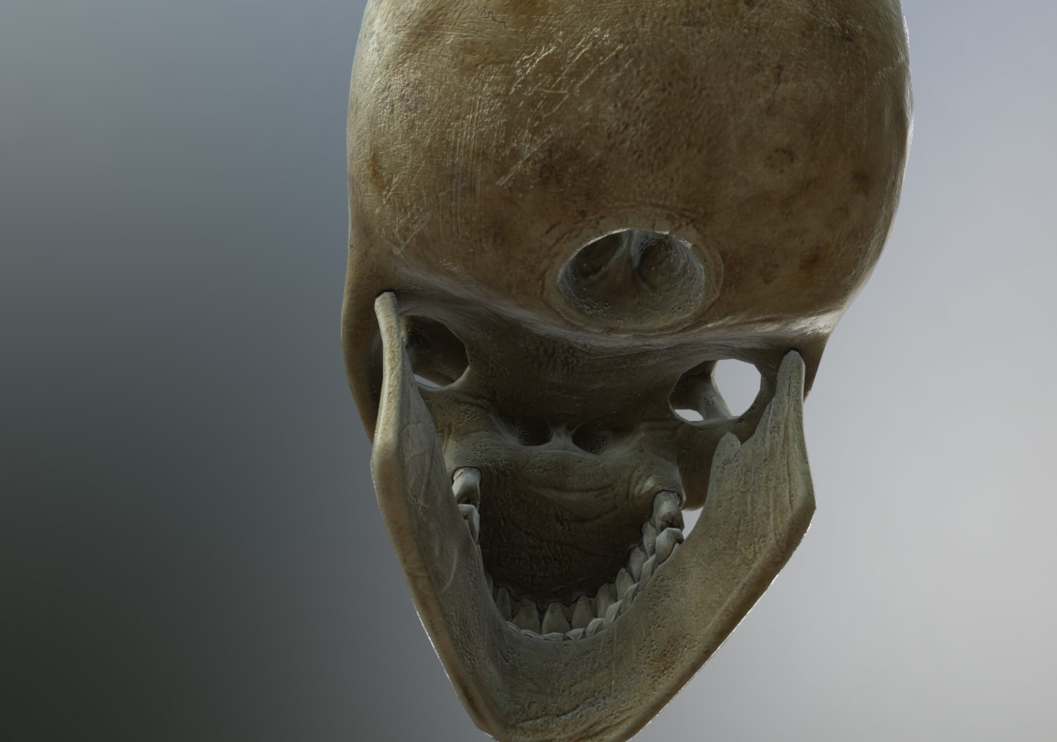 3d Model Human Skull