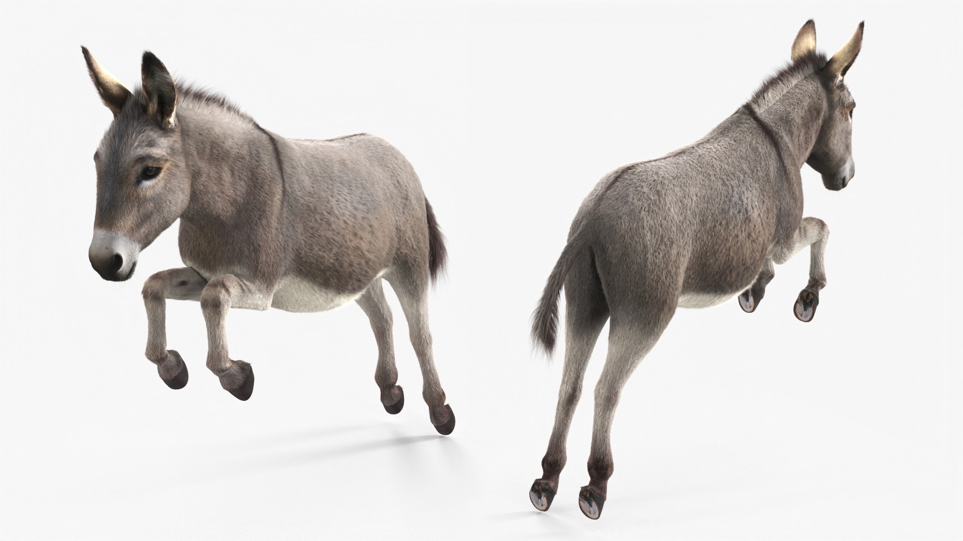 Jumping Farm Donkey Fur Model - TurboSquid 2446410