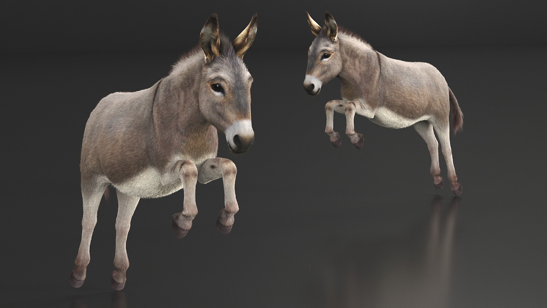 Jumping Farm Donkey Fur Model - TurboSquid 2446410