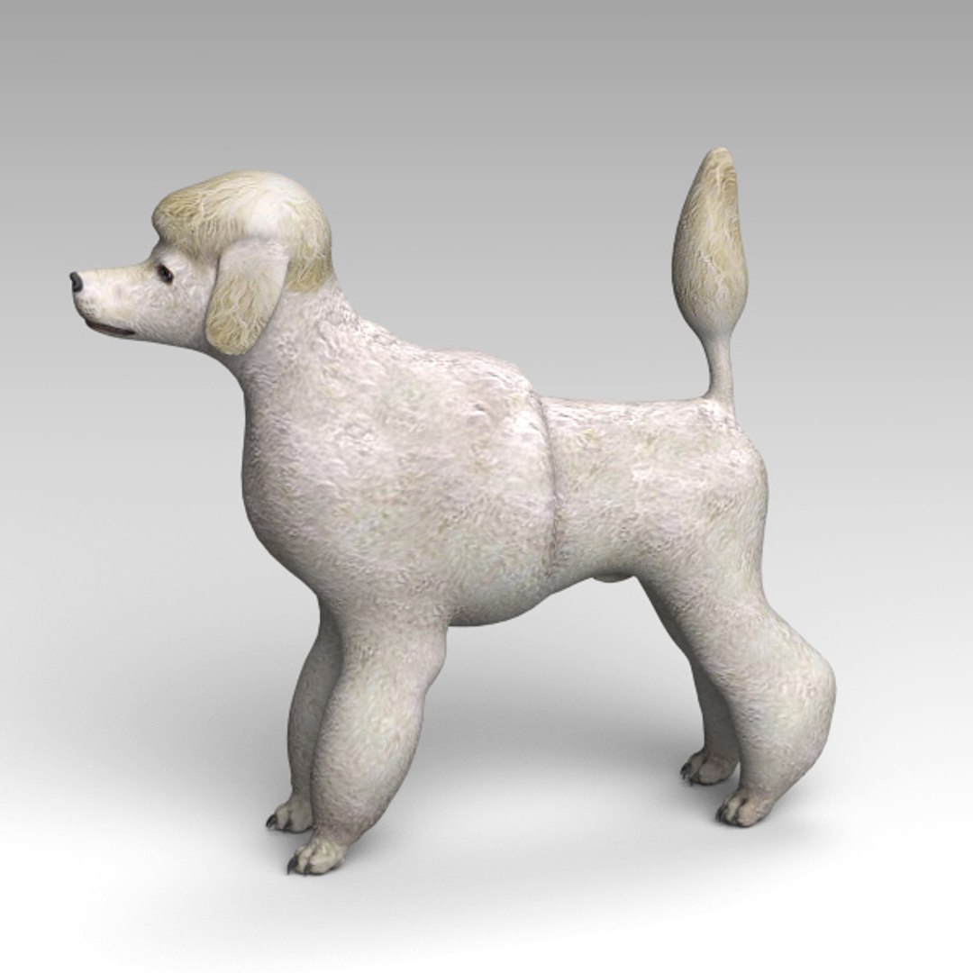 3D poodle - TurboSquid 1335335