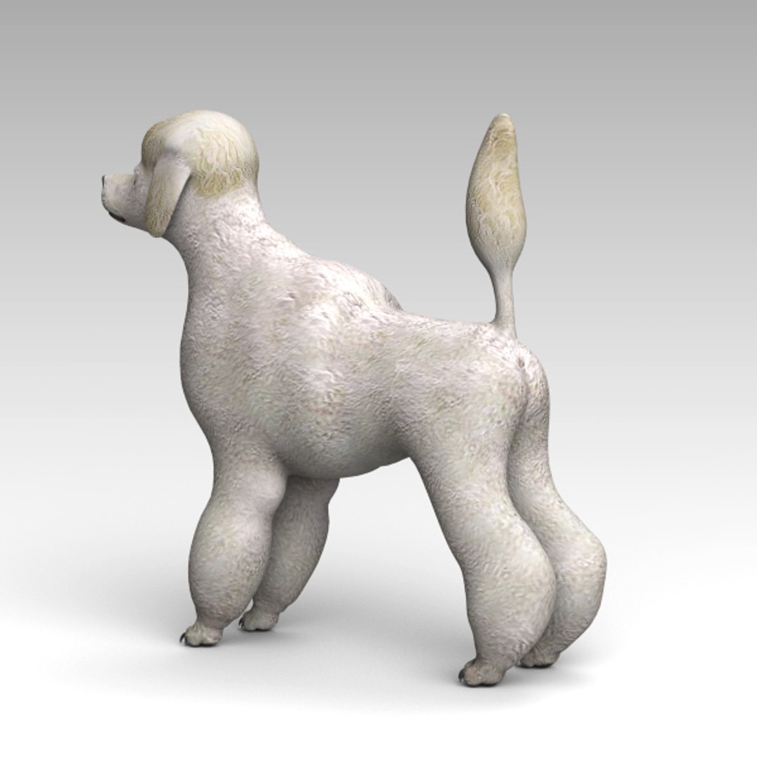 3D poodle - TurboSquid 1335335