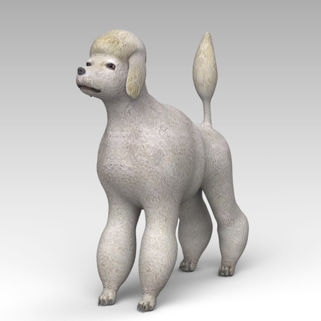 3D poodle - TurboSquid 1335335
