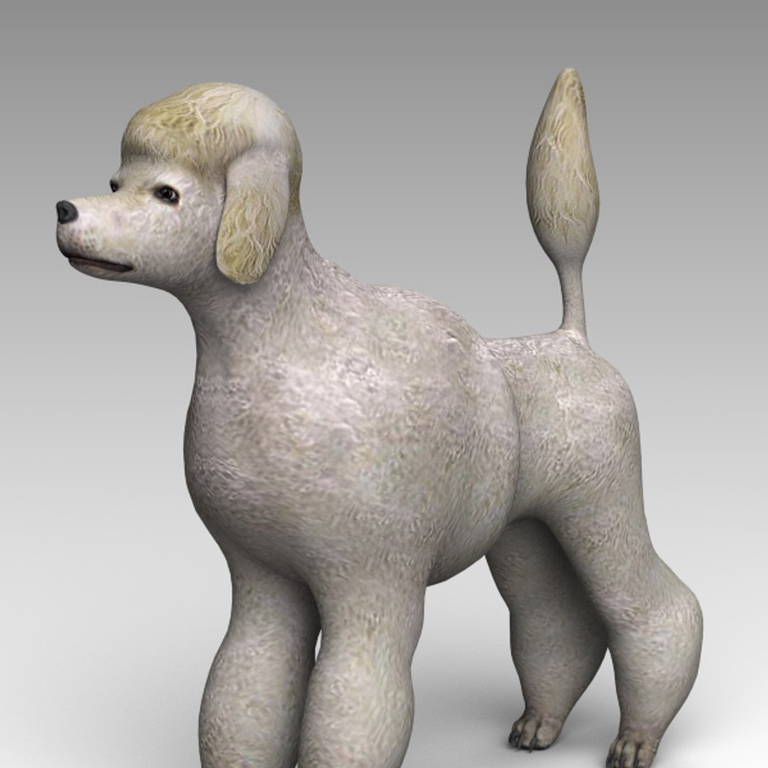 3D poodle - TurboSquid 1335335