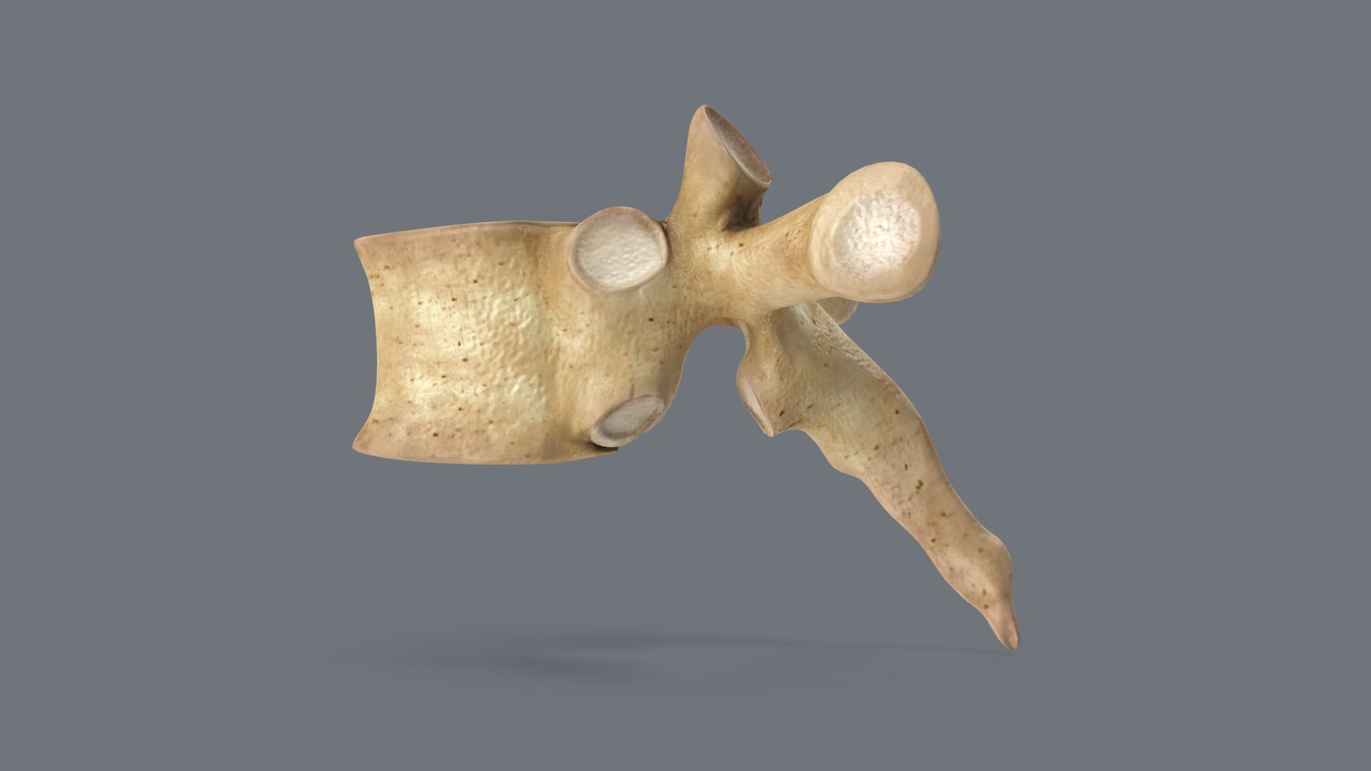 3D Anatomy Bone Model - TurboSquid 1686846