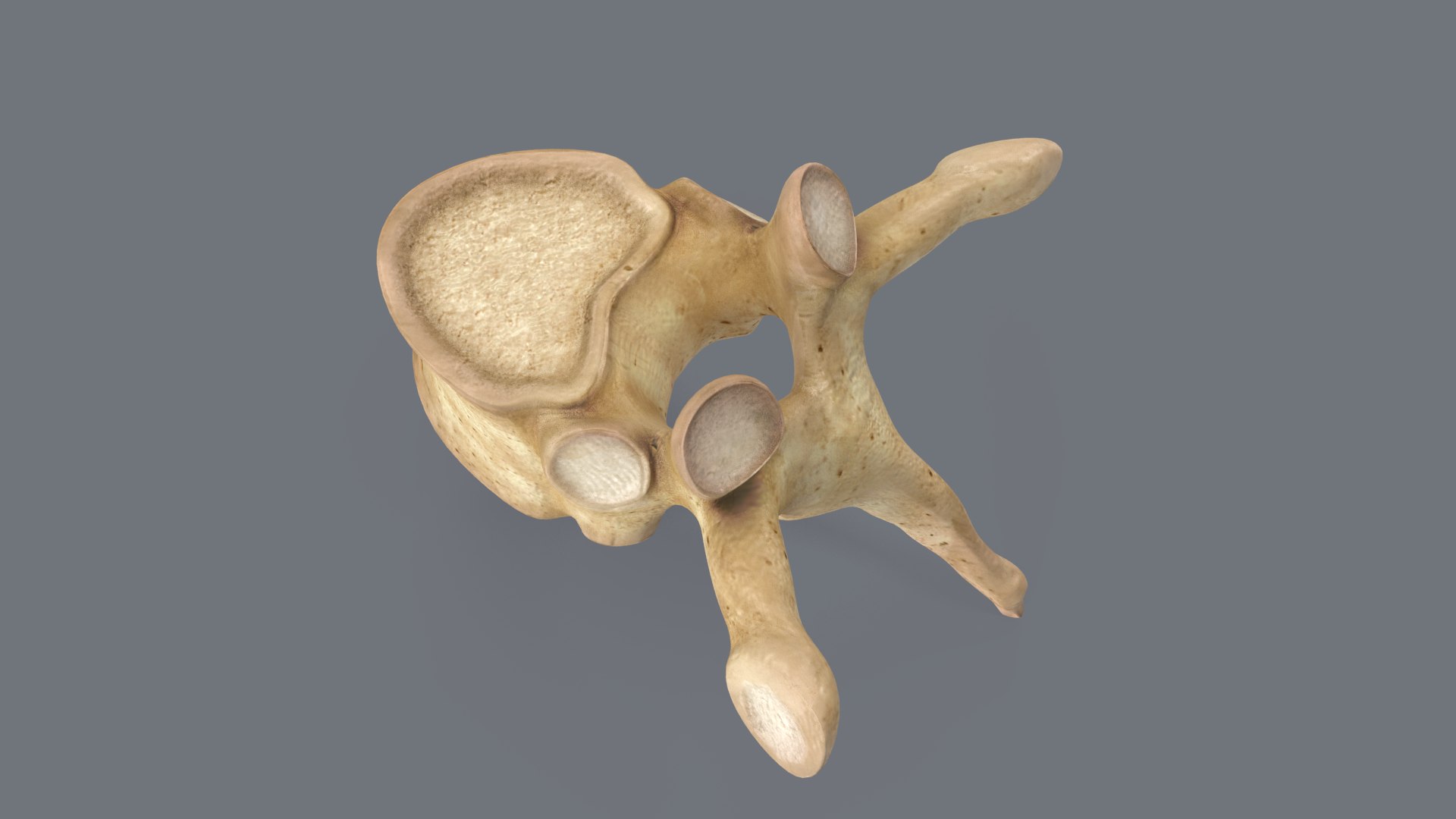 3D Anatomy Bone Model - TurboSquid 1686846