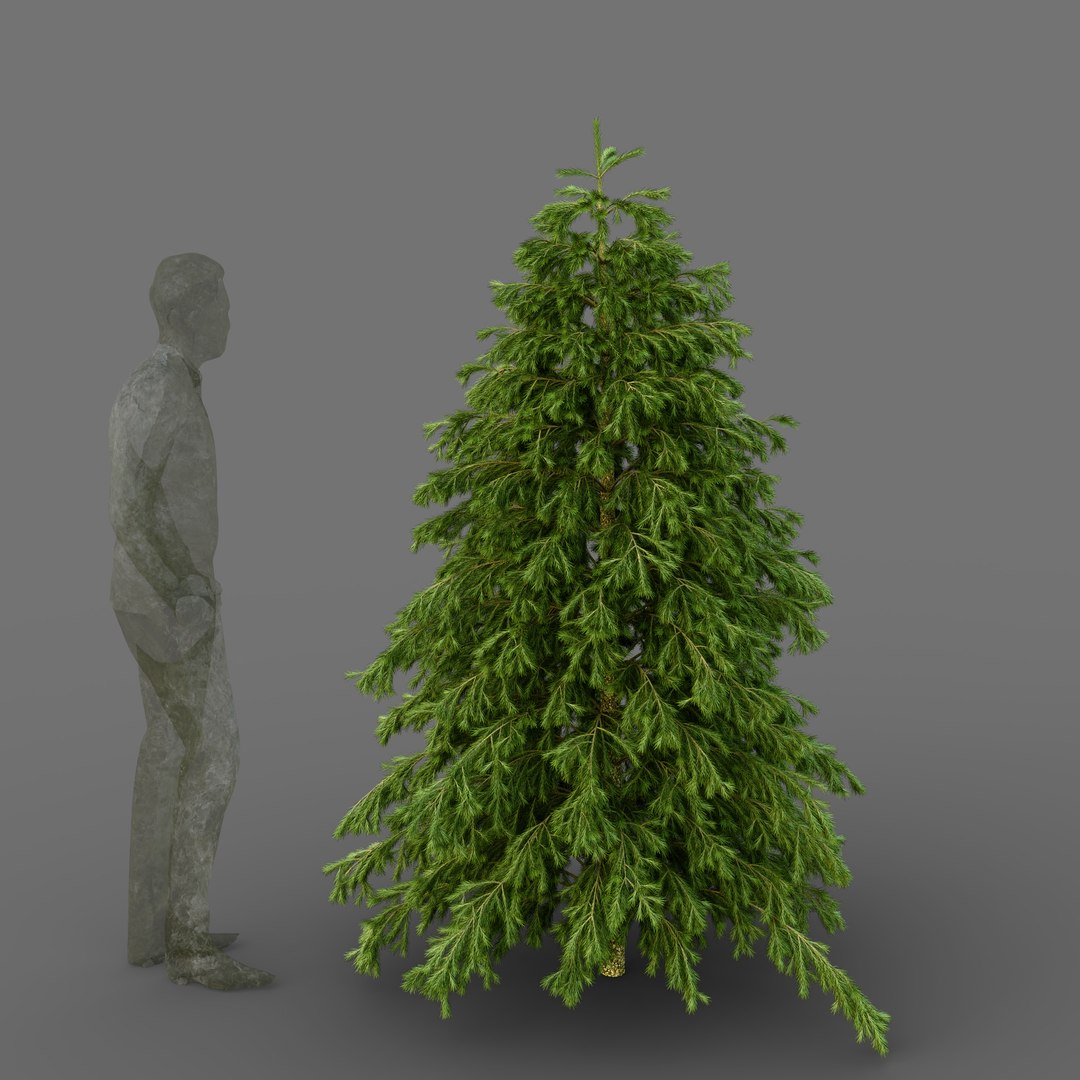 3D model young spruce tree seasons - TurboSquid 1642826