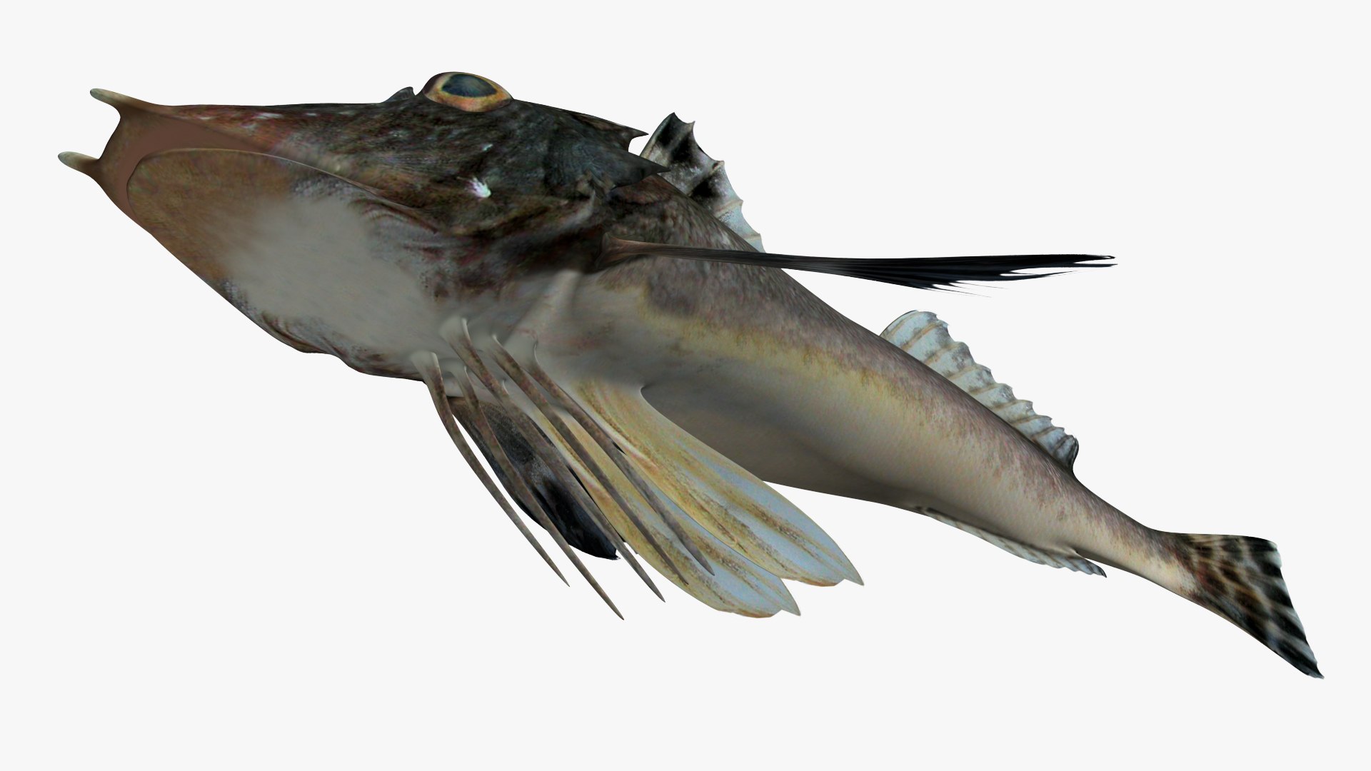 Searobin Collection 3D - TurboSquid 1812107