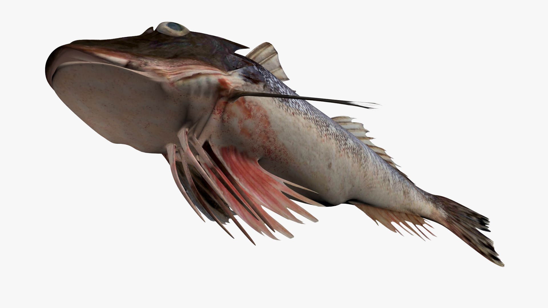 Searobin Collection 3D - TurboSquid 1812107