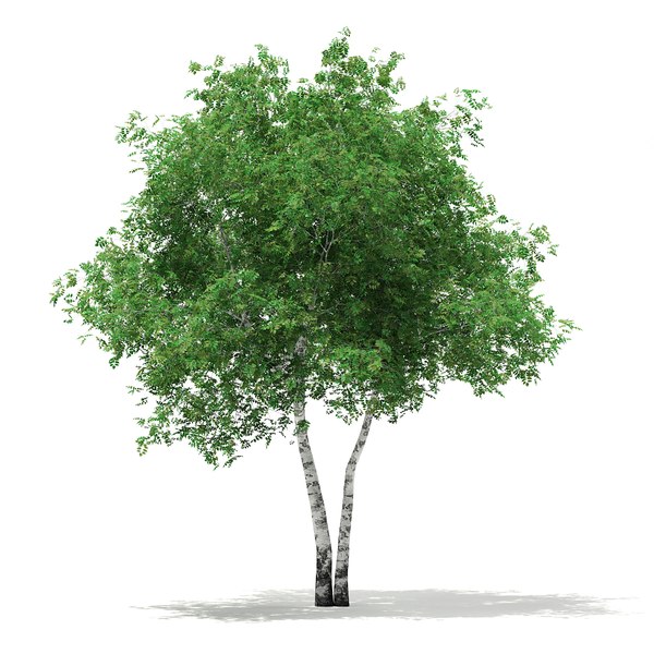 modelo 3d Abedul plateado (Betula pendula) 8.8m - TurboSquid 1060930