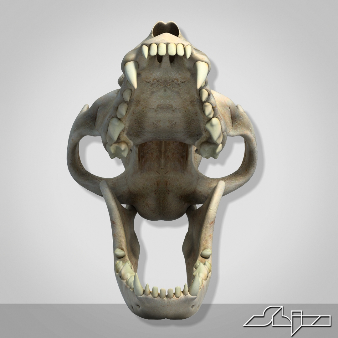 dog skull 2 3ds