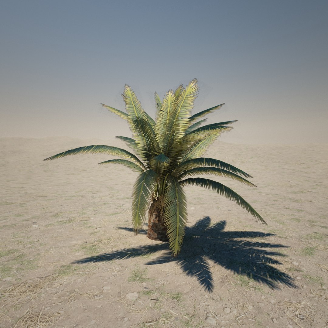 3d short palm tree model