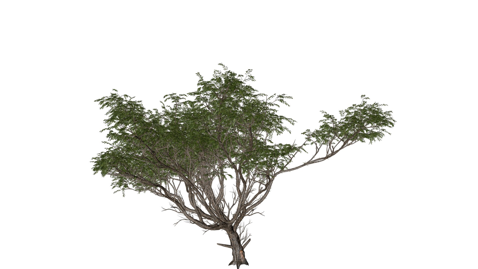 Acacia Tree - 05 - 3D Model - TurboSquid 2374222