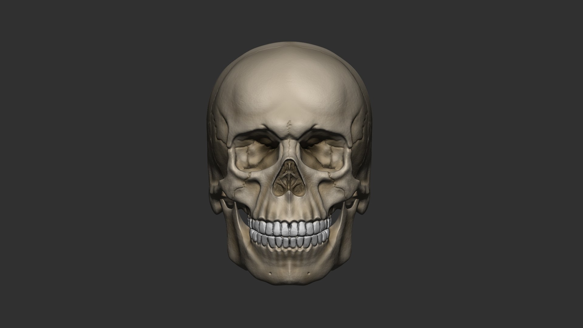 Free Human Skull Model - TurboSquid 2231020