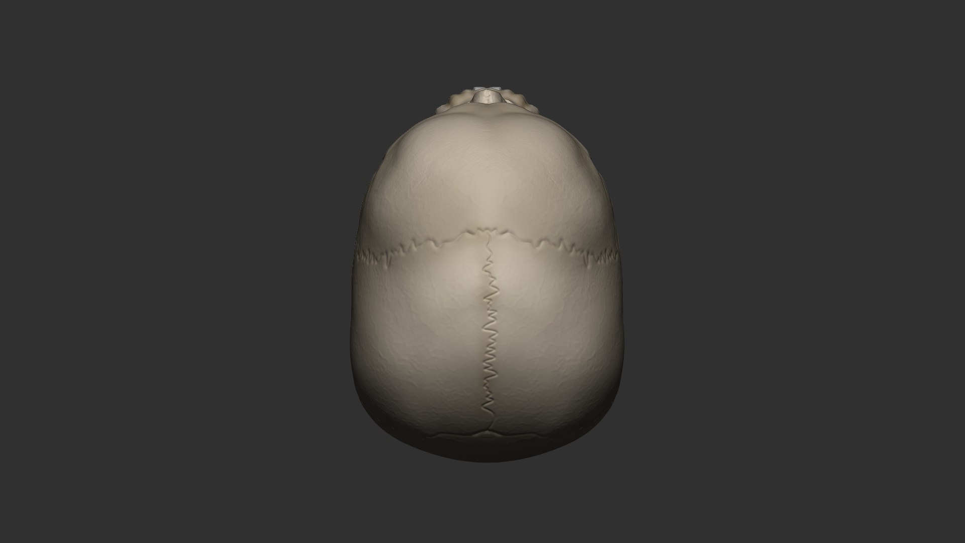 Free Human Skull Model - TurboSquid 2231020
