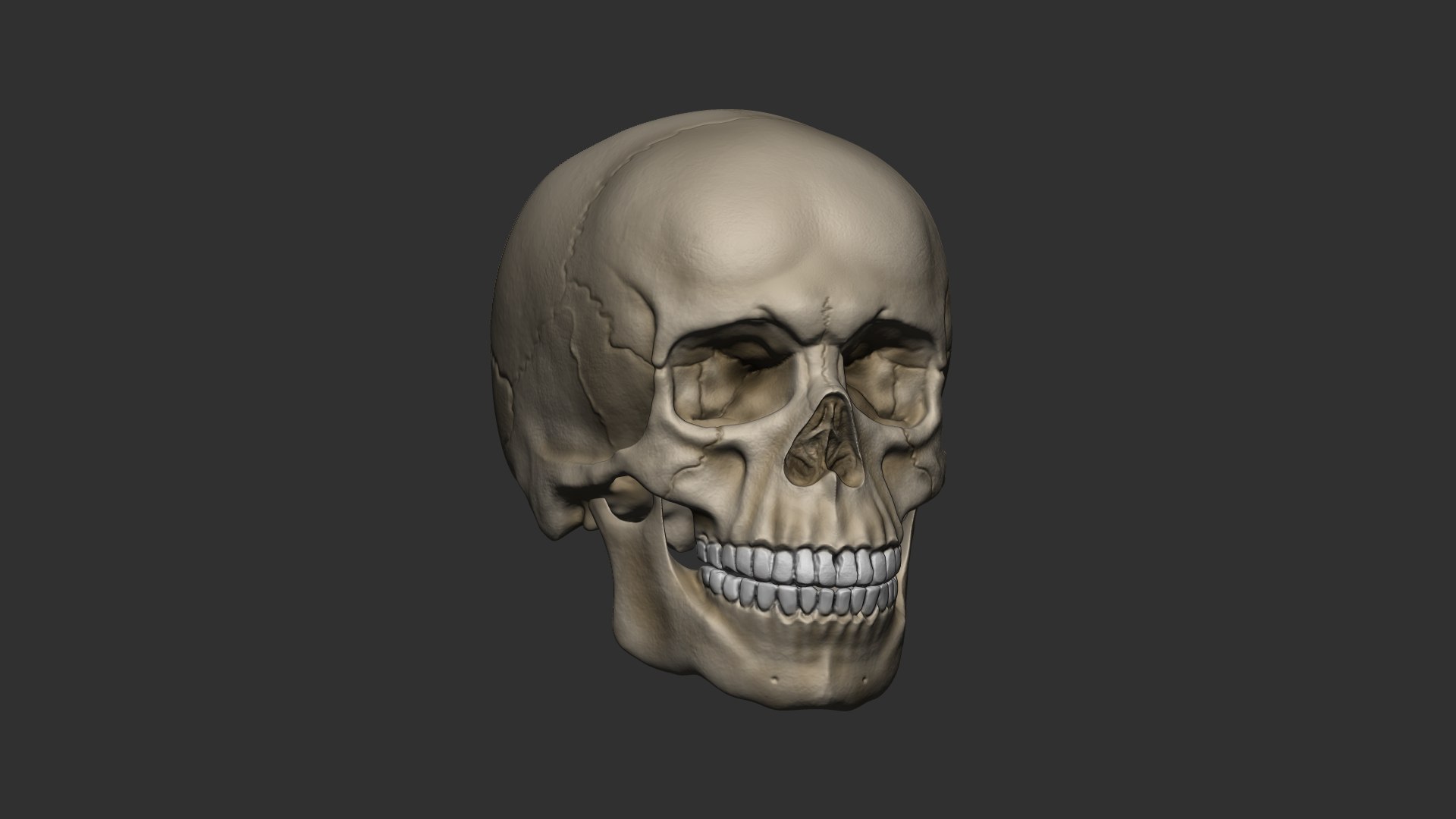 Free Human Skull Model - TurboSquid 2231020