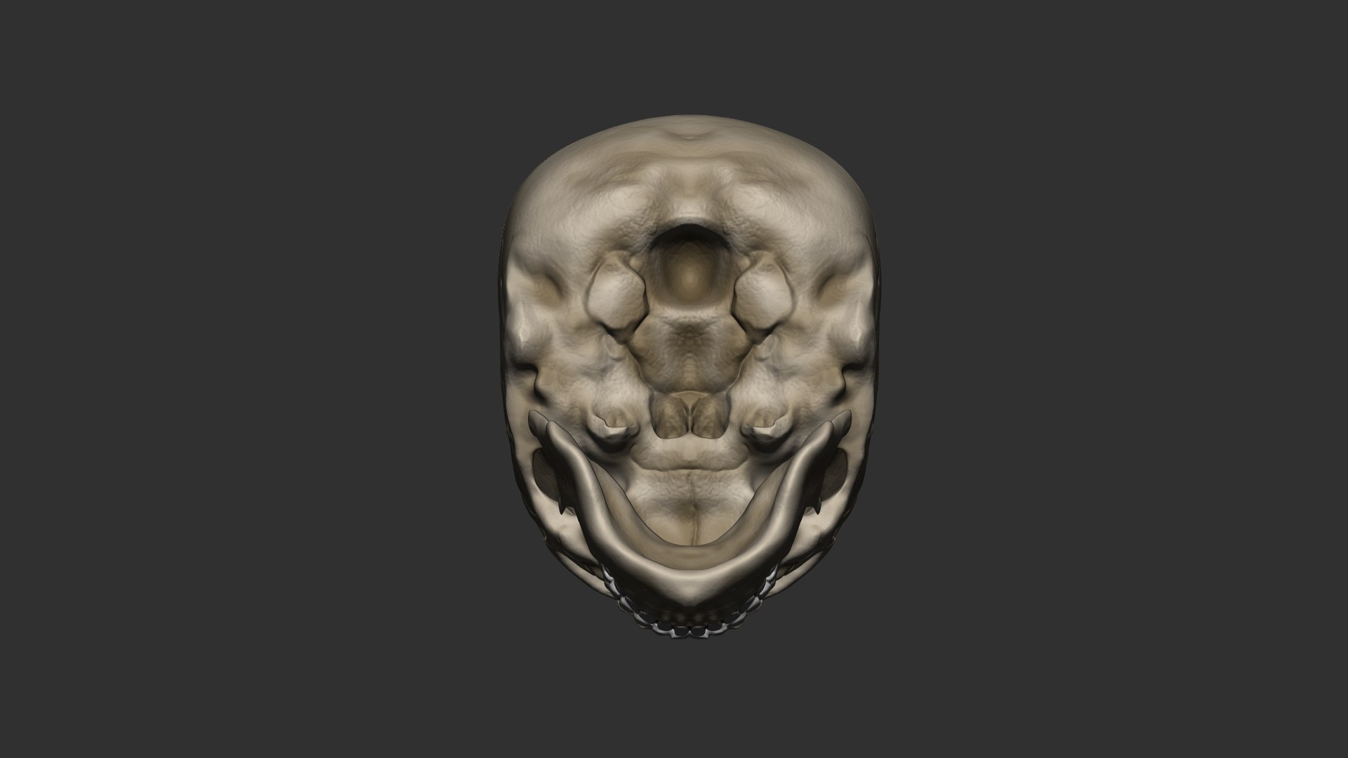 Free Human Skull Model - TurboSquid 2231020