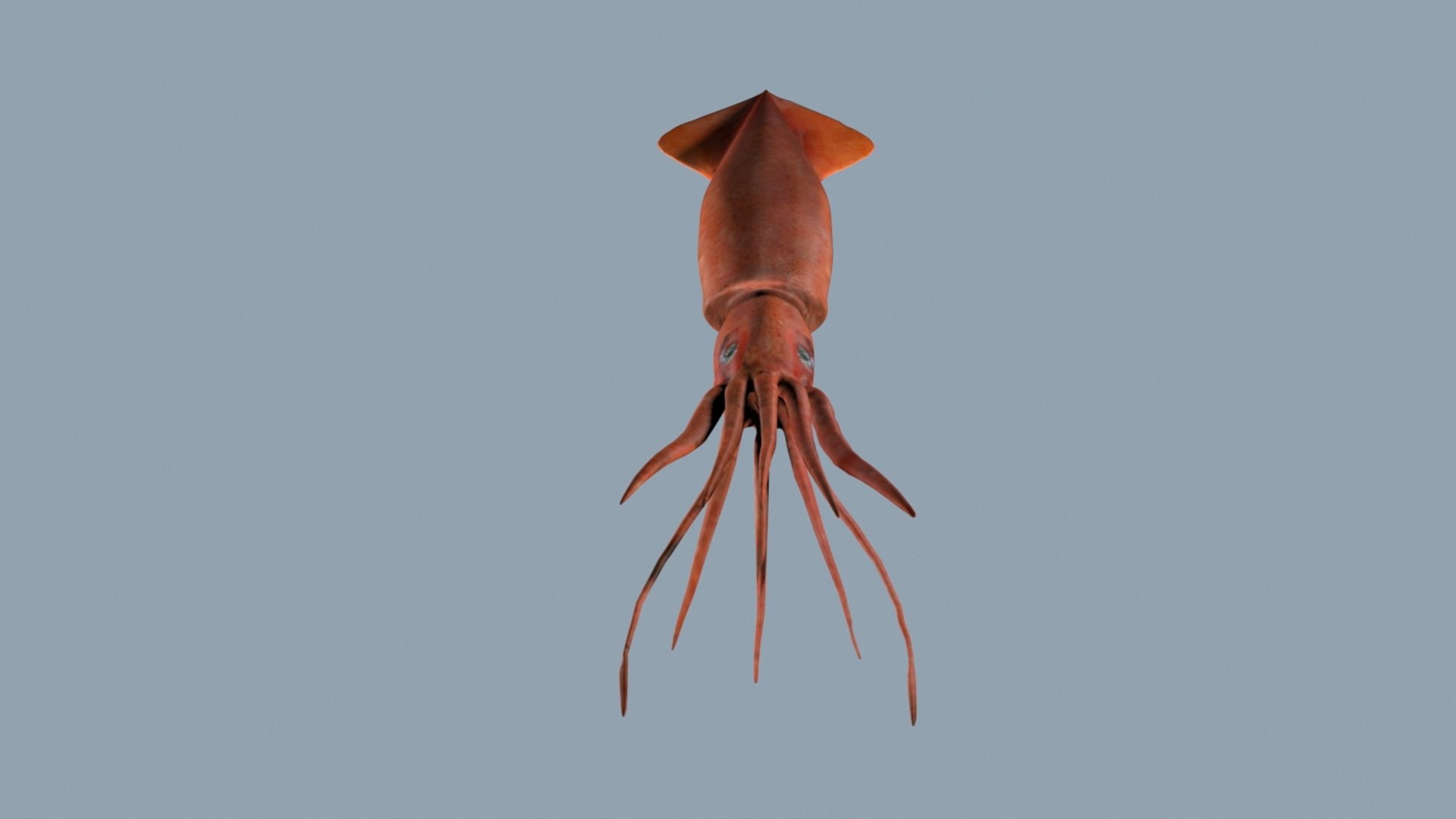 Squid 3D model - TurboSquid 1613491