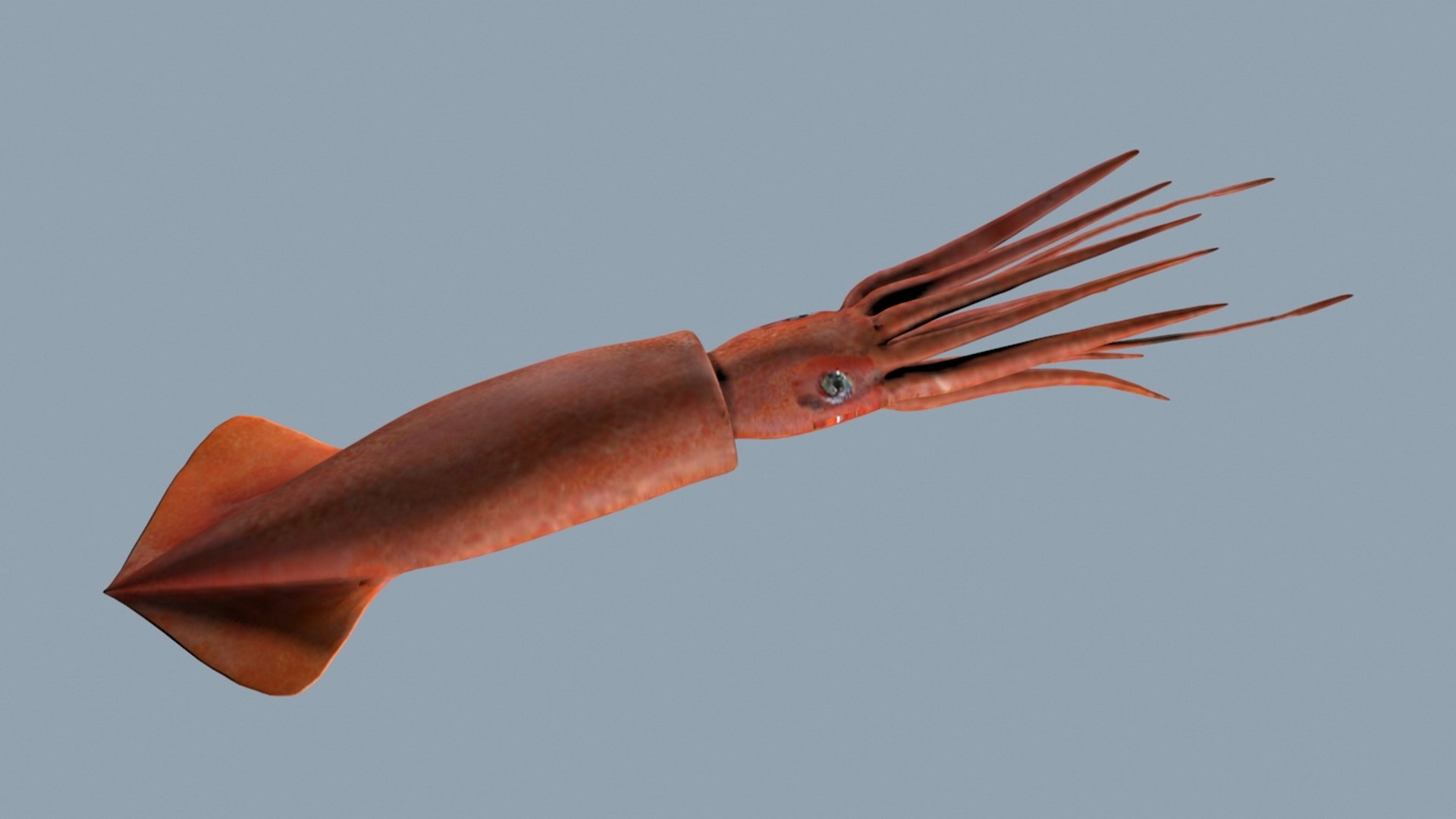Squid 3D model - TurboSquid 1613491