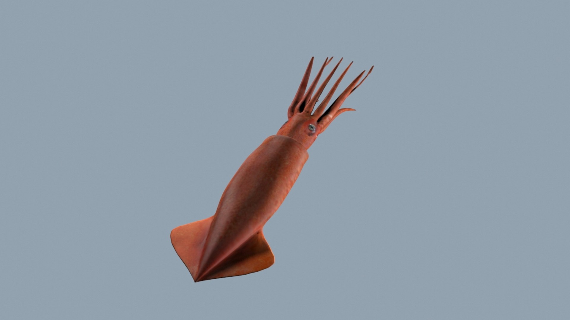 Squid 3D model - TurboSquid 1613491