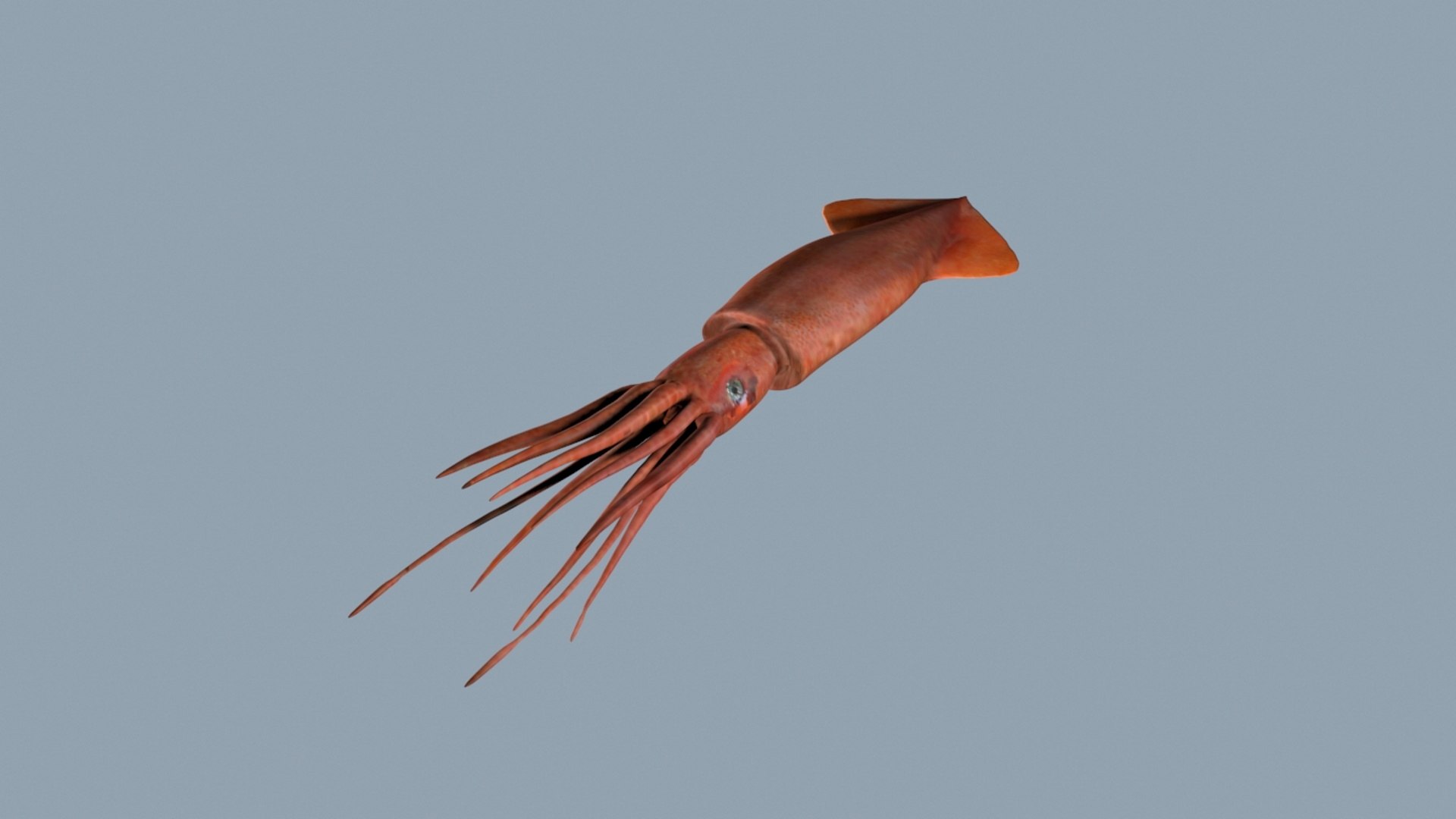 Squid 3D model - TurboSquid 1613491