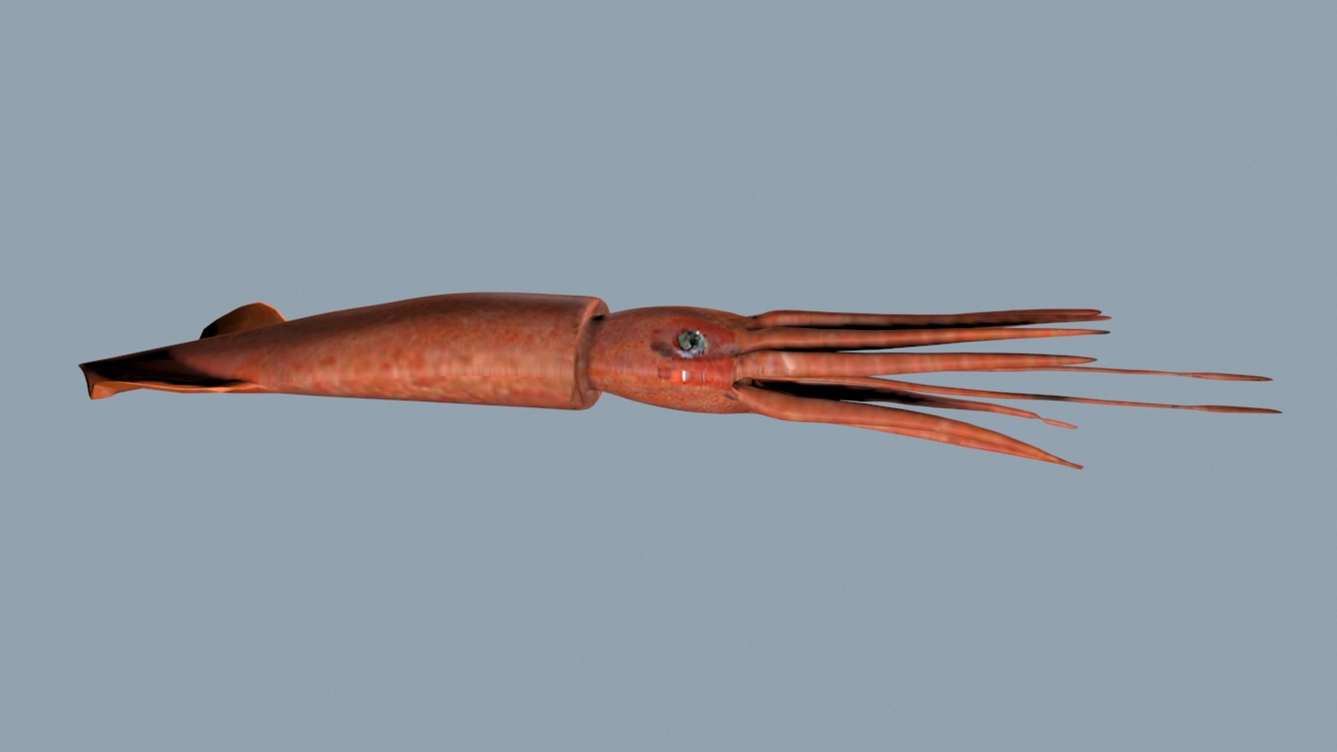 Squid 3D model - TurboSquid 1613491